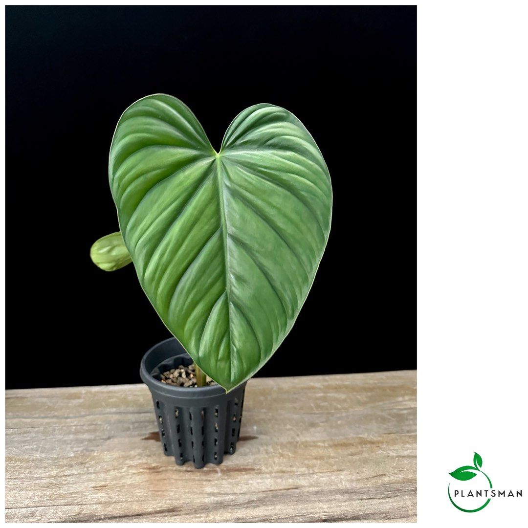 Philodendron SP Colombia, Furniture & Home Living, Gardening, Plants ...