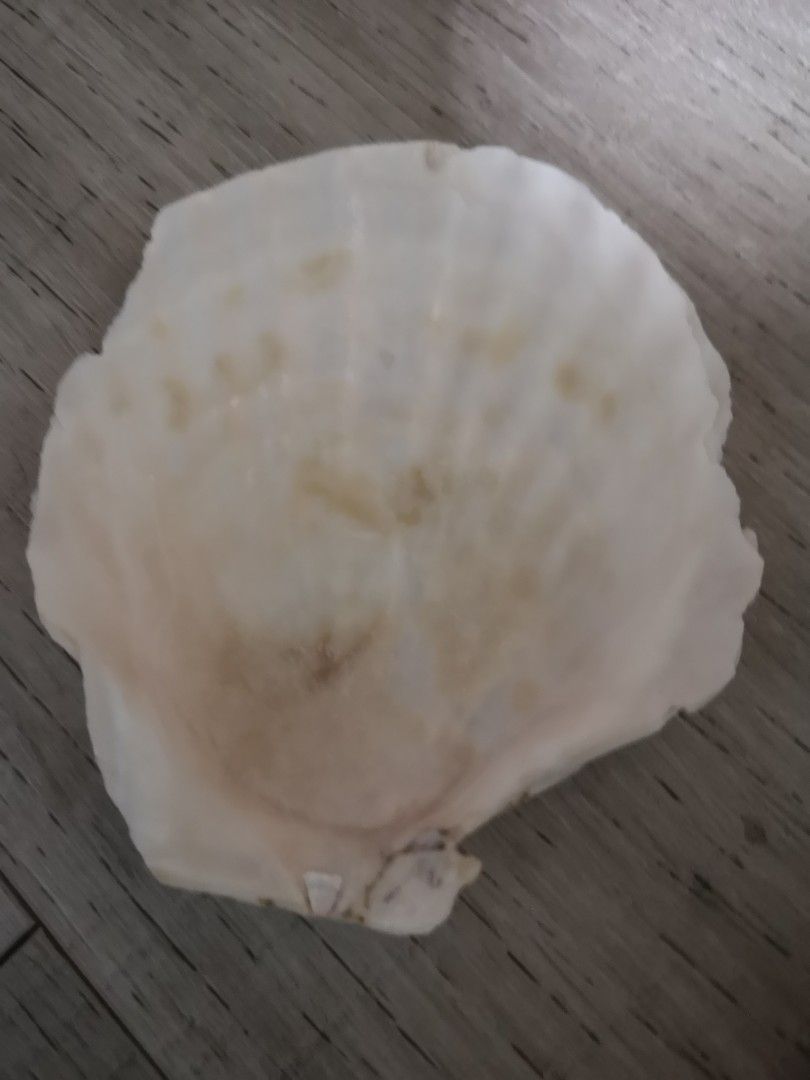 Rare sea shell, Hobbies & Toys, Toys & Games on Carousell