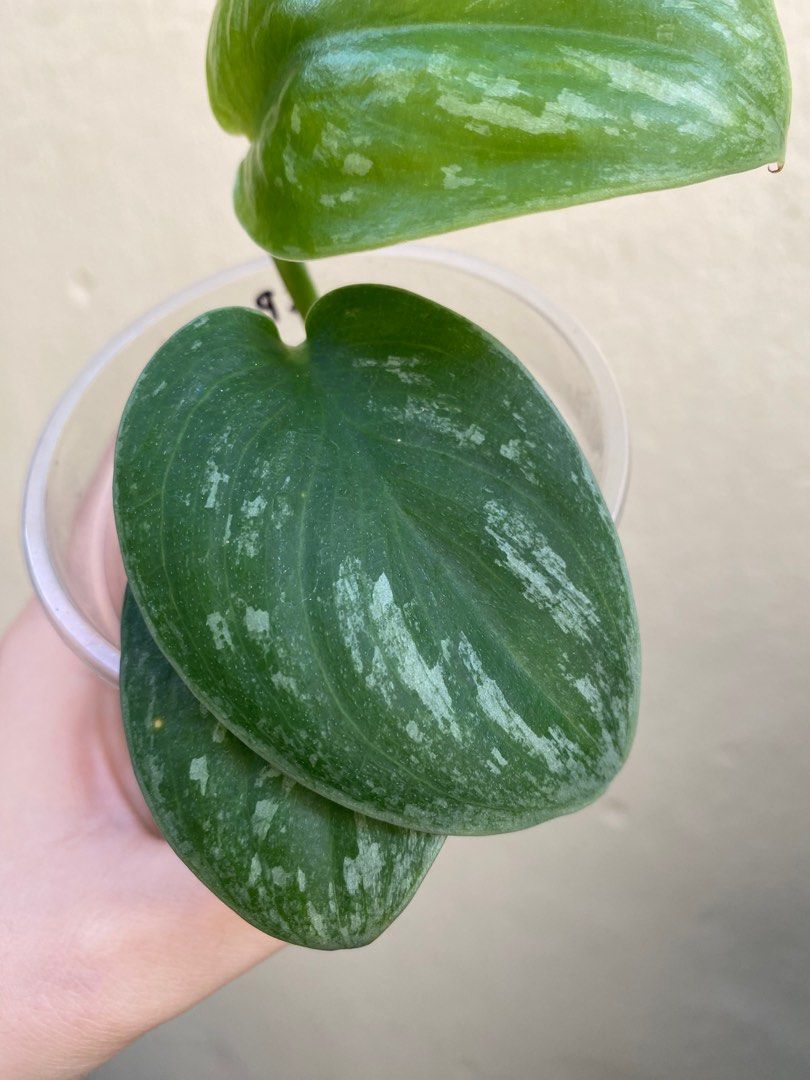 Scindapsus SP, Furniture & Home Living, Gardening, Plants & Seeds on ...