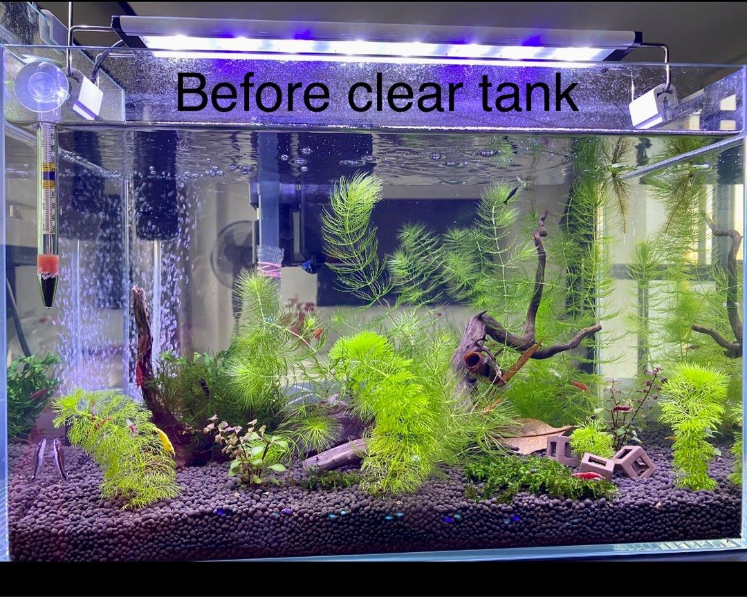Crystal Clear Glass Fish Tank 45x30x29cm, Pet Supplies, Homes & Other ...