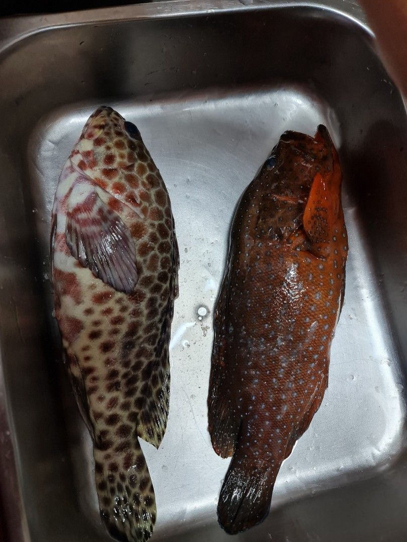 deep sea fish self fishing, Food & Drinks, Fresh Produce on Carousell