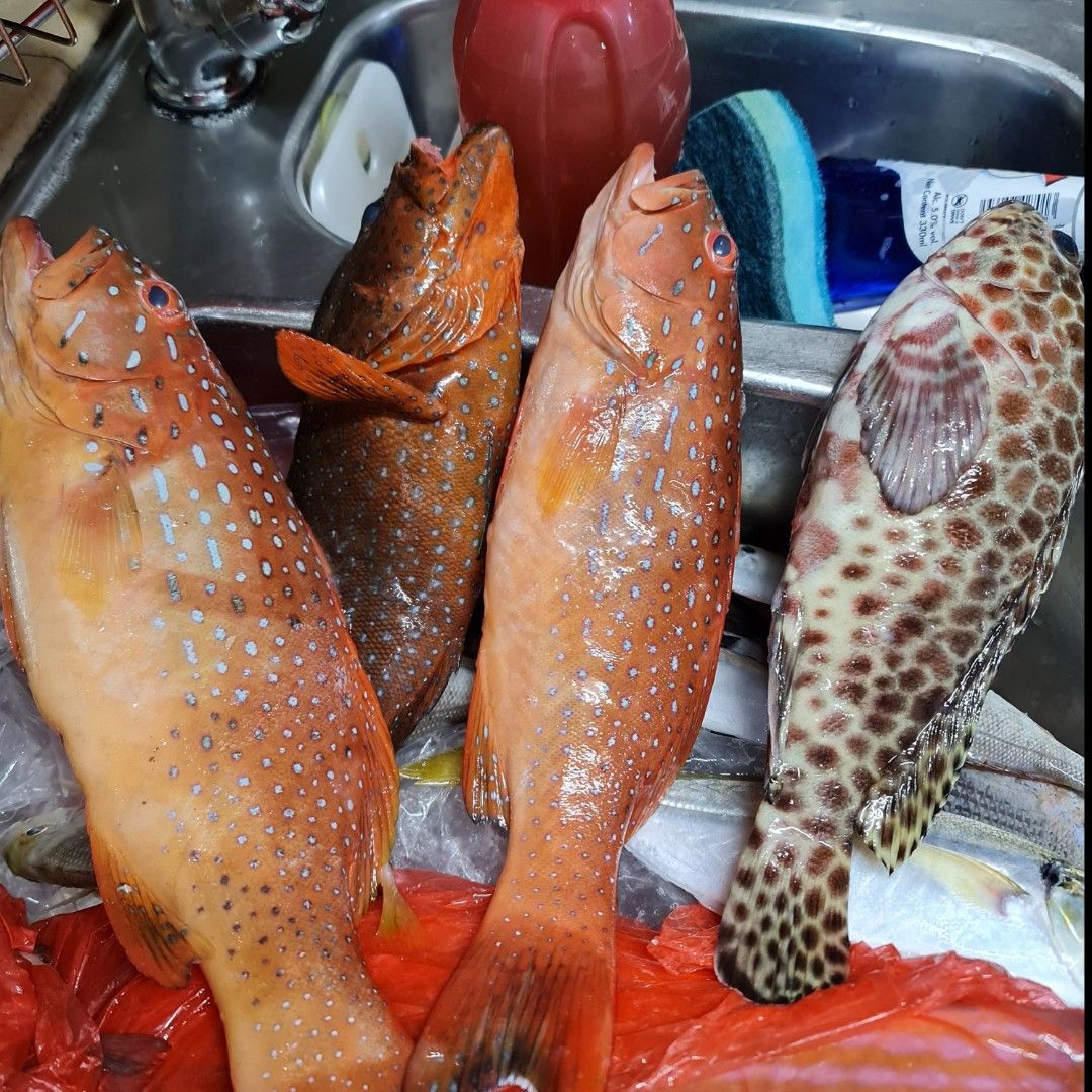 deep sea fish self fishing, Food & Drinks, Fresh Produce on Carousell