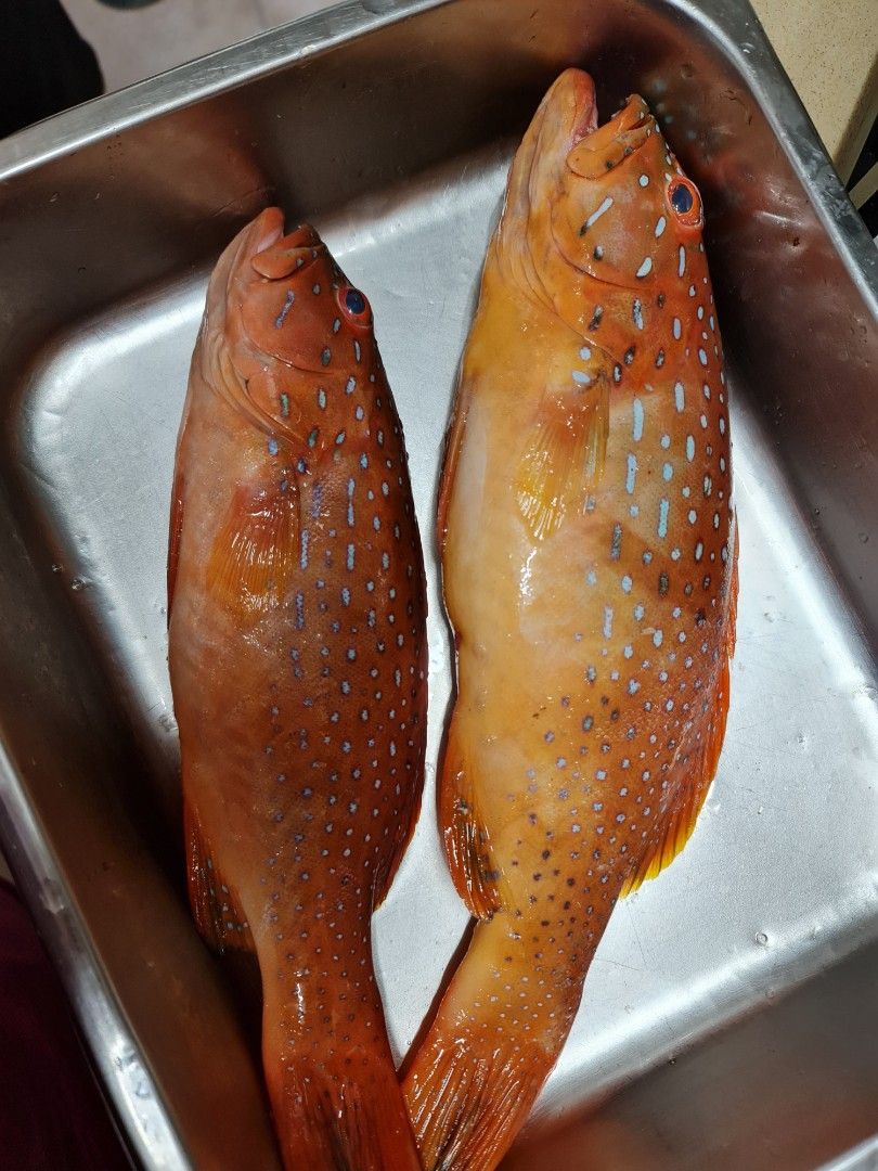 deep sea fish self fishing, Food & Drinks, Fresh Produce on Carousell