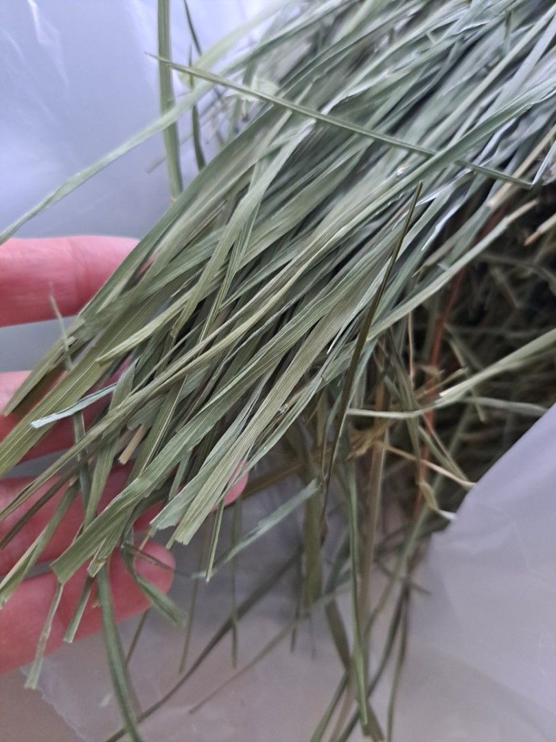 First cut Timothy dried grass(opened), Pet Supplies, Pet Food on Carousell