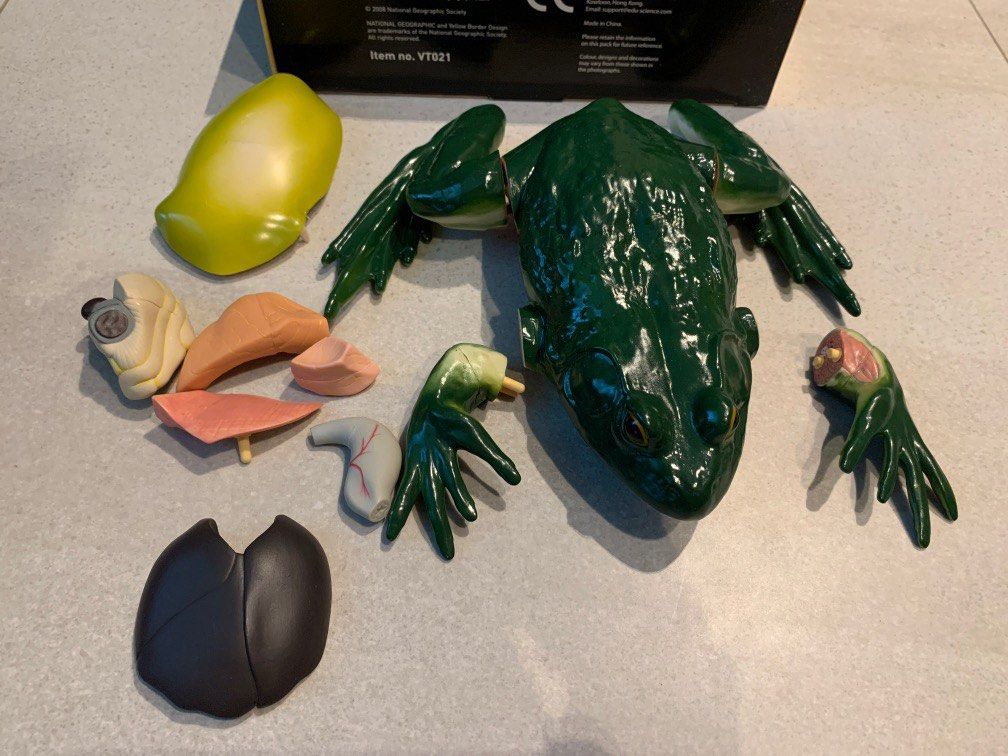 Frog Dissection Science Toy by National Geographic, Hobbies & Toys ...