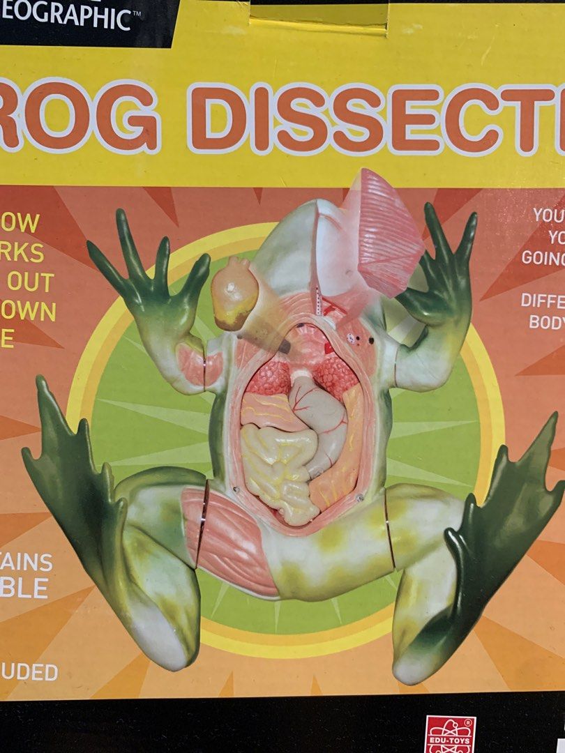 Frog Dissection Science Toy by National Geographic, Hobbies & Toys ...