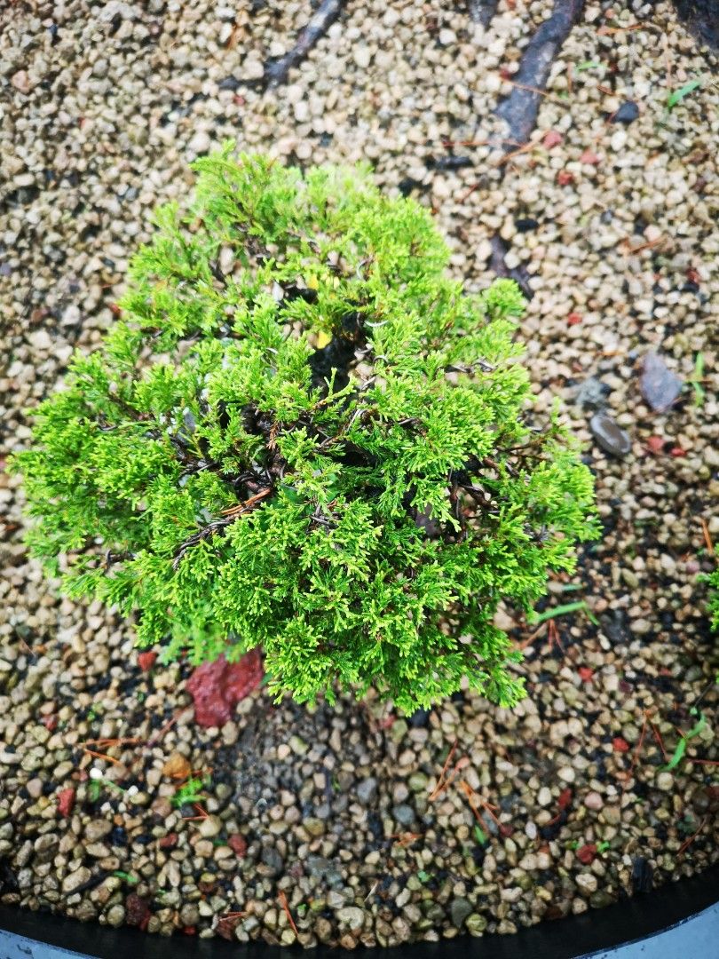 Japanese old shimpaku junipers bonsai (pre order and free shipping ...