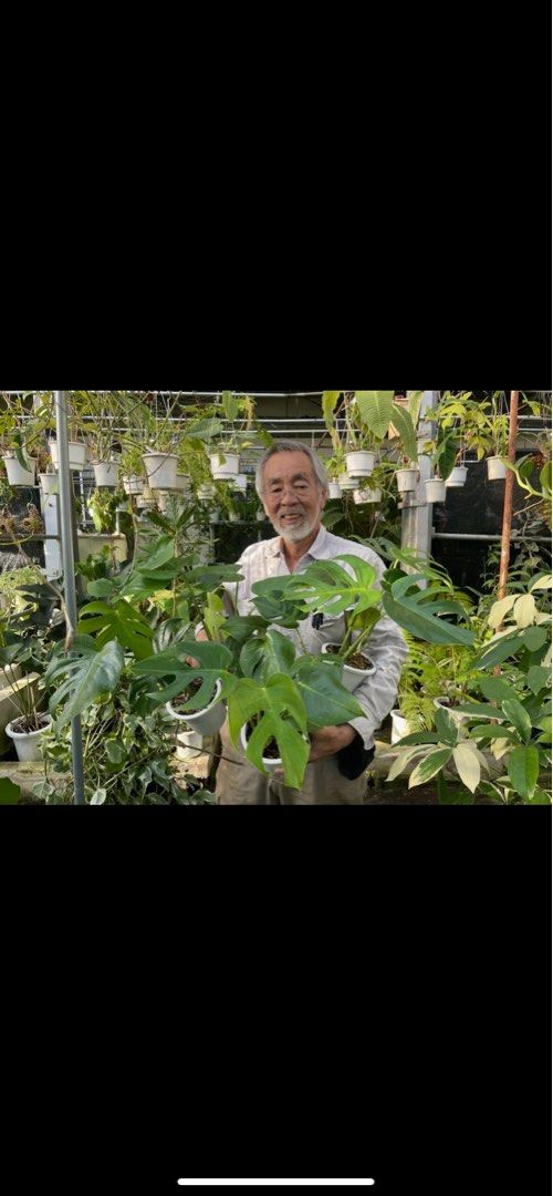 Monstera Deliciosa compacta (Kunzo), Furniture & Home Living, Gardening ...