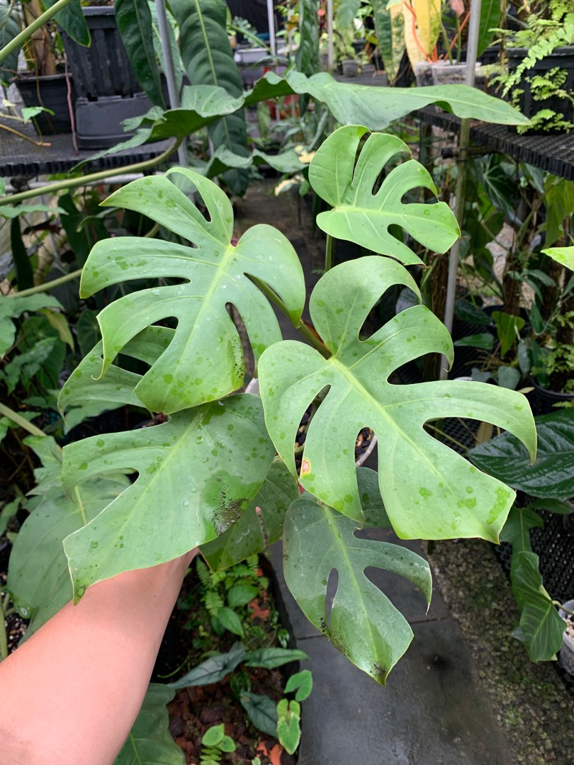 Monstera Deliciosa compacta (Kunzo), Furniture & Home Living, Gardening ...