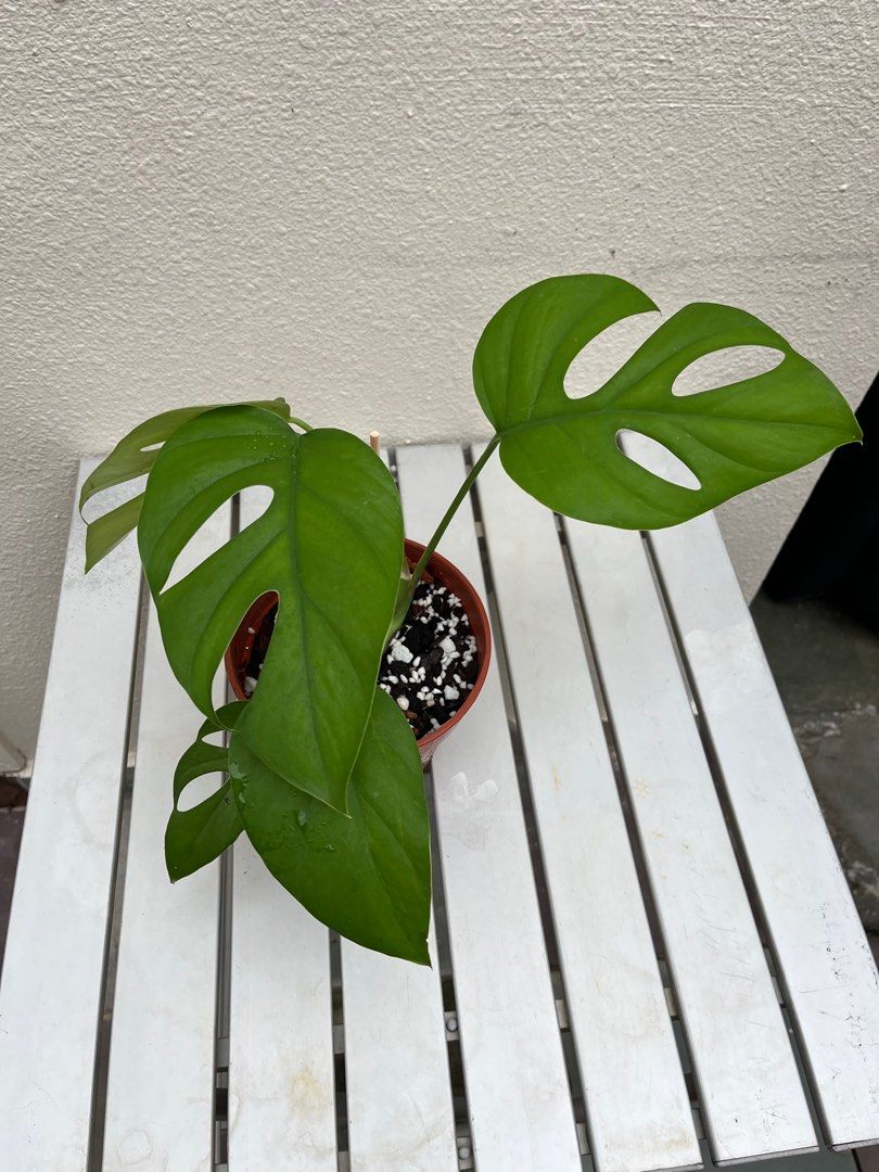 Raphidophora Tetrasperma (Mini Monstera), Furniture & Home Living ...