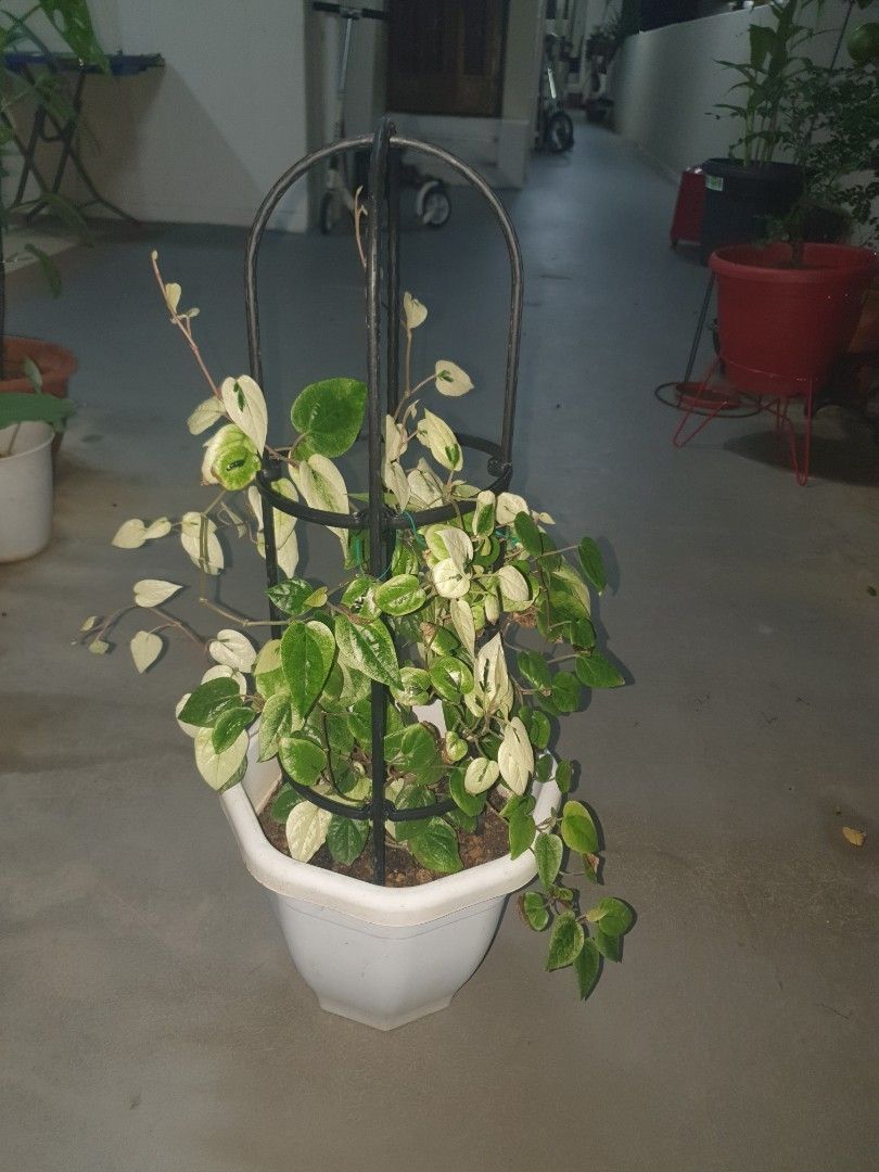 Variegated Piper Sp, Furniture & Home Living, Gardening, Plants & Seeds ...