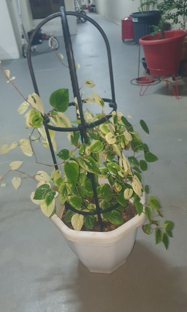 Variegated Piper Sp, Furniture & Home Living, Gardening, Plants & Seeds ...