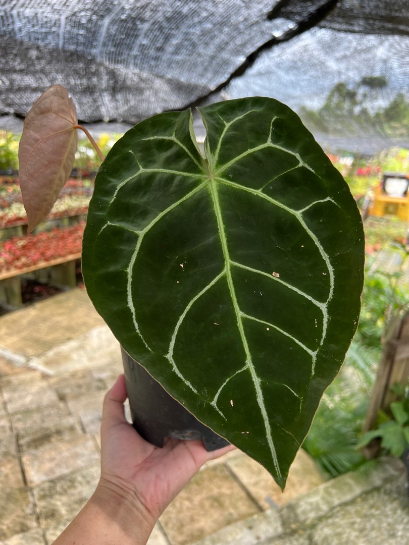 Anthurium Forgetti, Furniture & Home Living, Gardening, Plants & Seeds ...