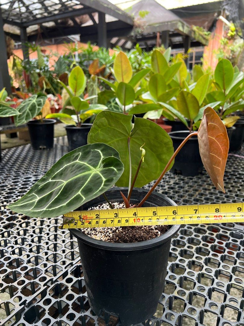 Anthurium Forgetti, Furniture & Home Living, Gardening, Plants & Seeds ...