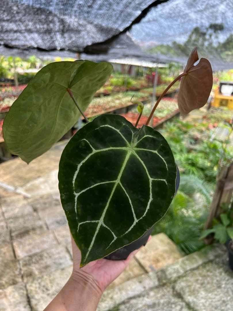 Anthurium Forgetti, Furniture & Home Living, Gardening, Plants & Seeds ...