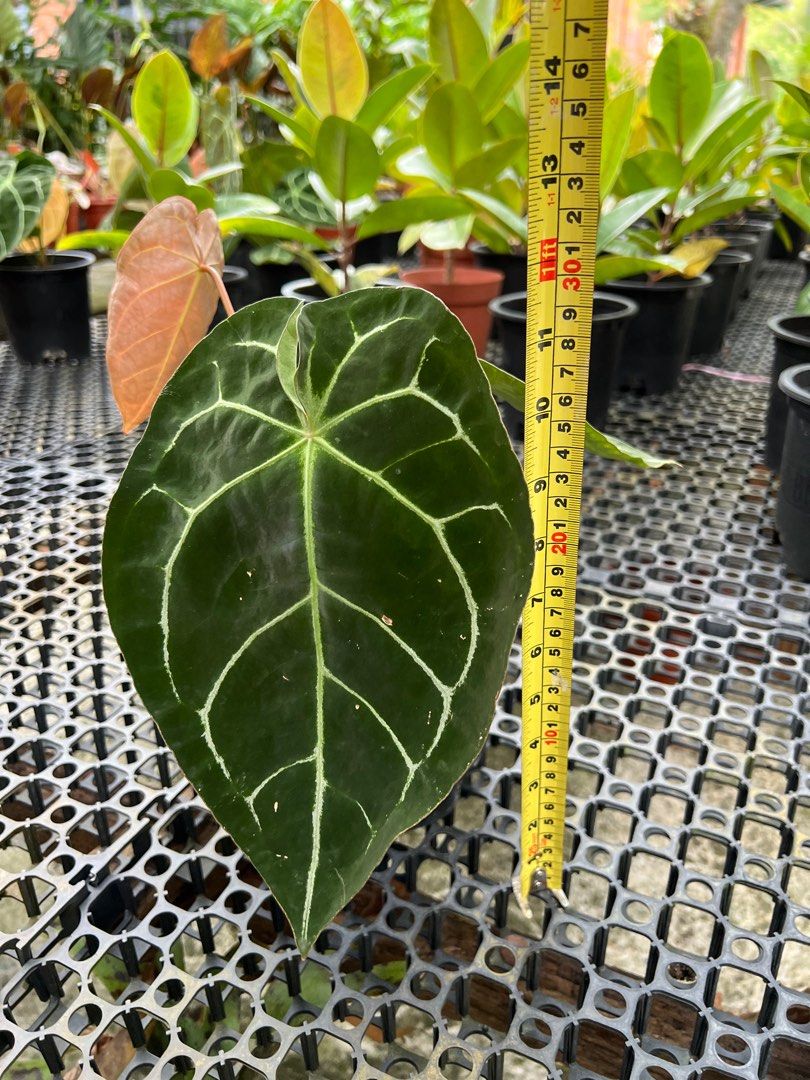 Anthurium Forgetti, Furniture & Home Living, Gardening, Plants & Seeds ...