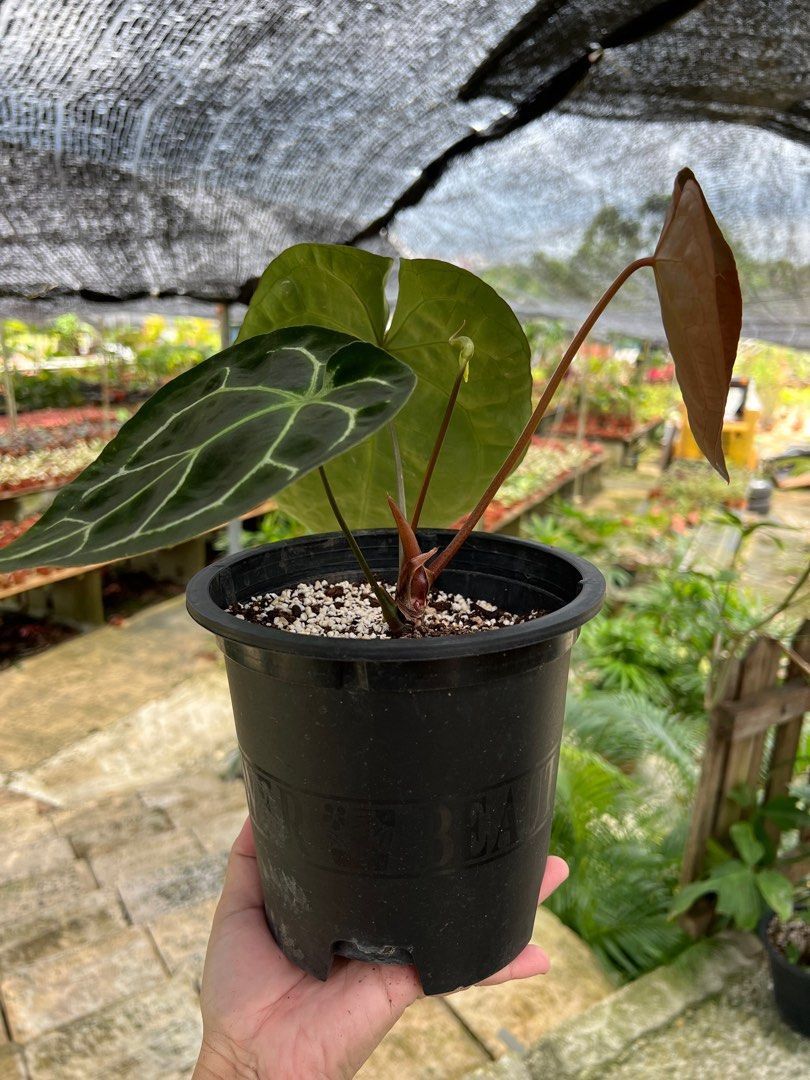 Anthurium Forgetti, Furniture & Home Living, Gardening, Plants & Seeds ...