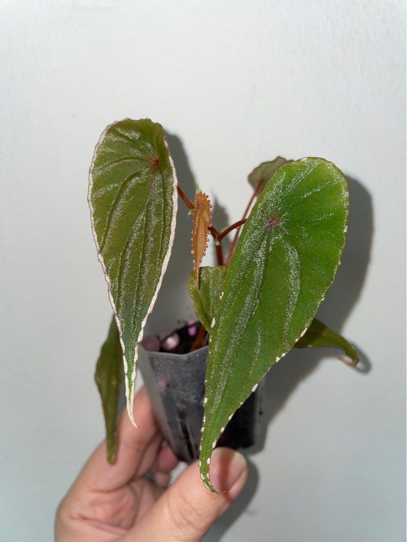 Begonia Nothobaramensis, Furniture & Home Living, Gardening, Plants ...