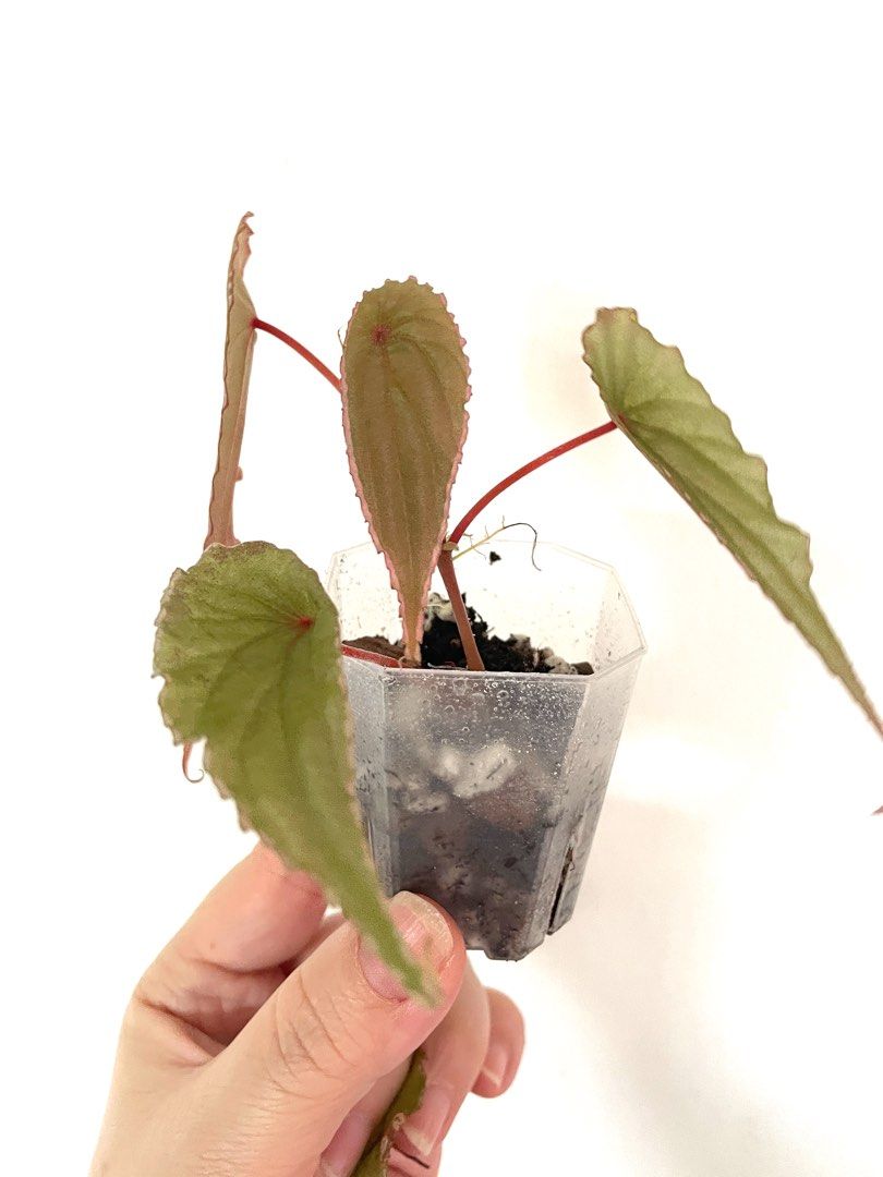 Begonia Nothobaramensis, Furniture & Home Living, Gardening, Plants ...