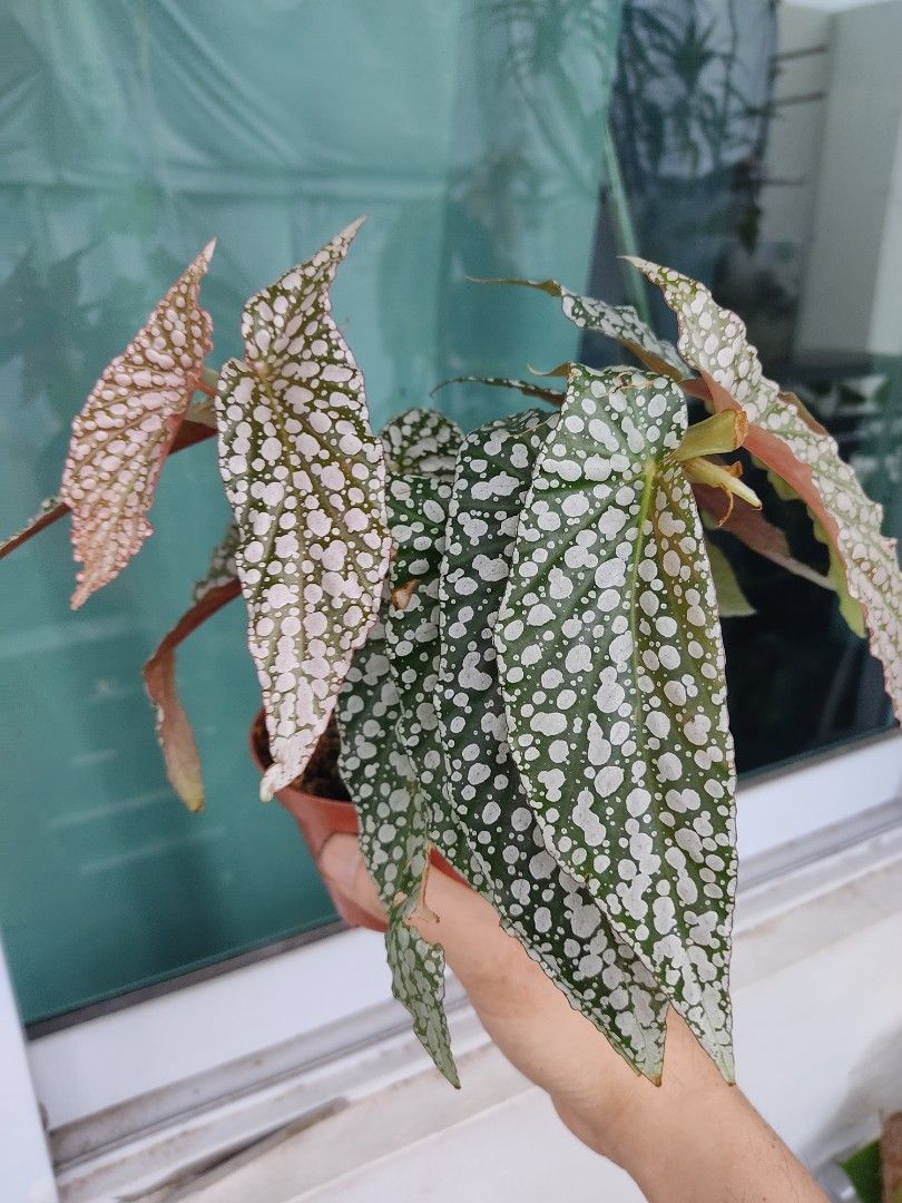 Begonia White Ice, Furniture & Home Living, Gardening, Plants & Seeds ...