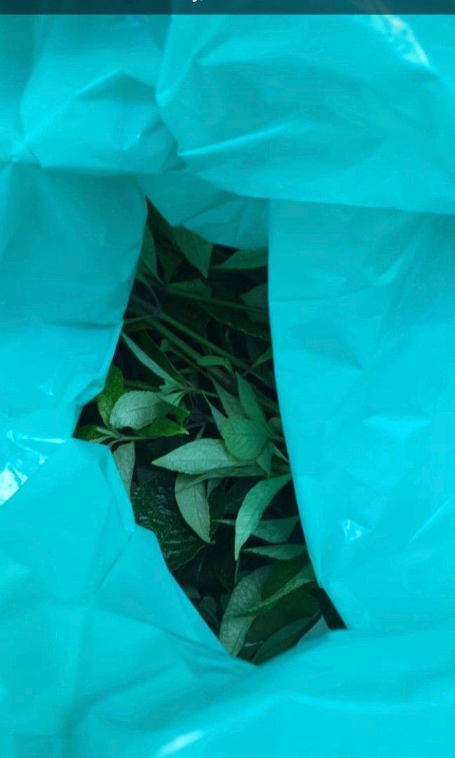 Black Face General Tea Leaves (Organic) Freshly Harvest 50-60 gms, Food ...