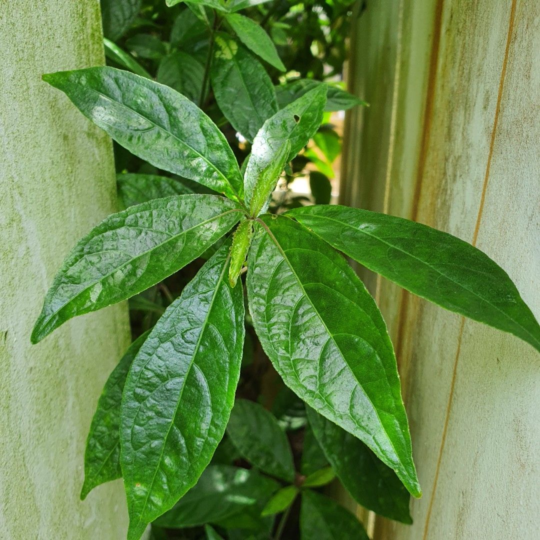 Black Face General Tea Leaves (Organic) Freshly Harvest 50-60 gms, Food ...