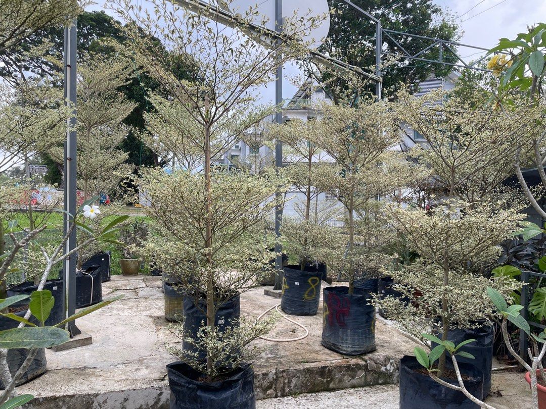 Busida Tree (Terminalia Mantaly VARIEGATED; 2m height from $380 ...