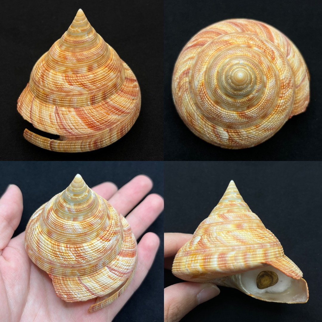 Seashell Emperor’s Slit Shell, Hobbies & Toys, Memorabilia ...