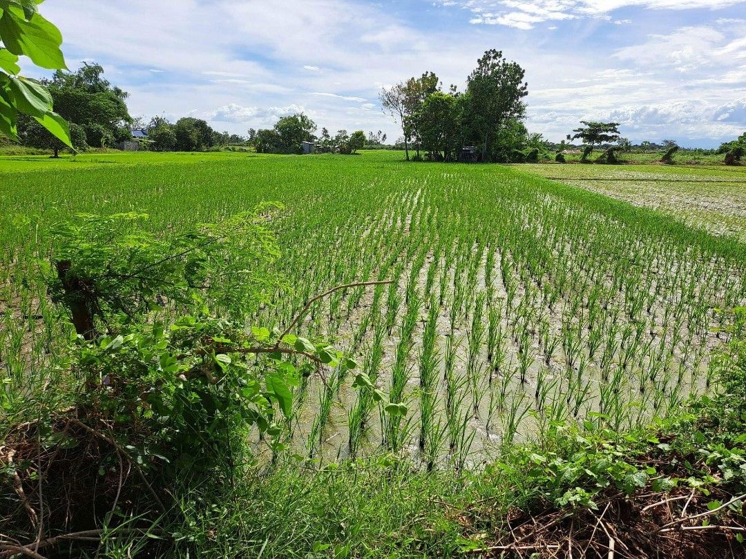 Farm Lot for Sale!!!, Property, For Sale, Lot on Carousell
