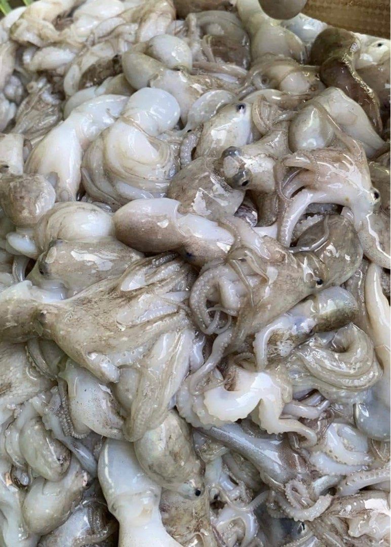 Fresh baby Octopus 1kg/packet , Food & Drinks, Chilled & Frozen Food on ...