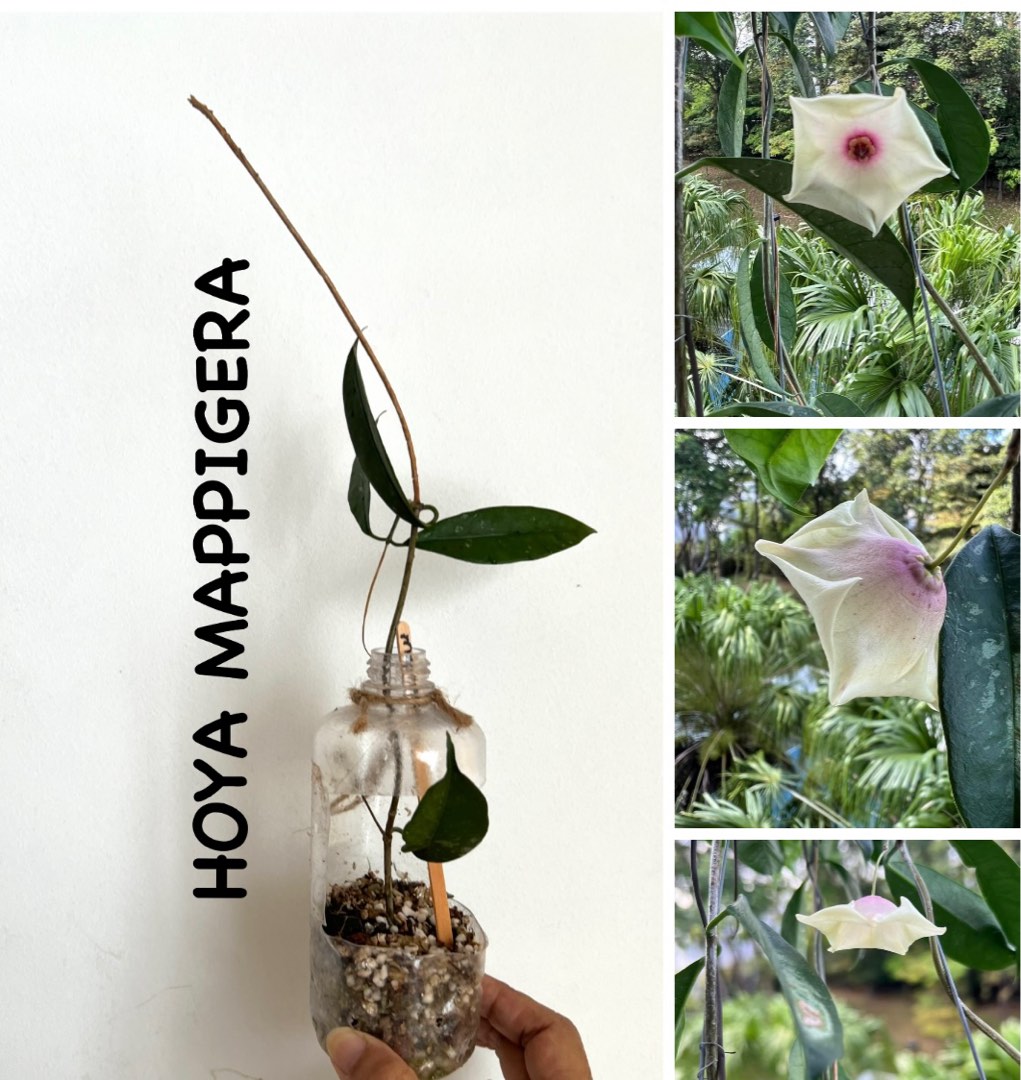 HOYA MAPPIGERA (With a peduncle) - $8, Furniture & Home Living ...