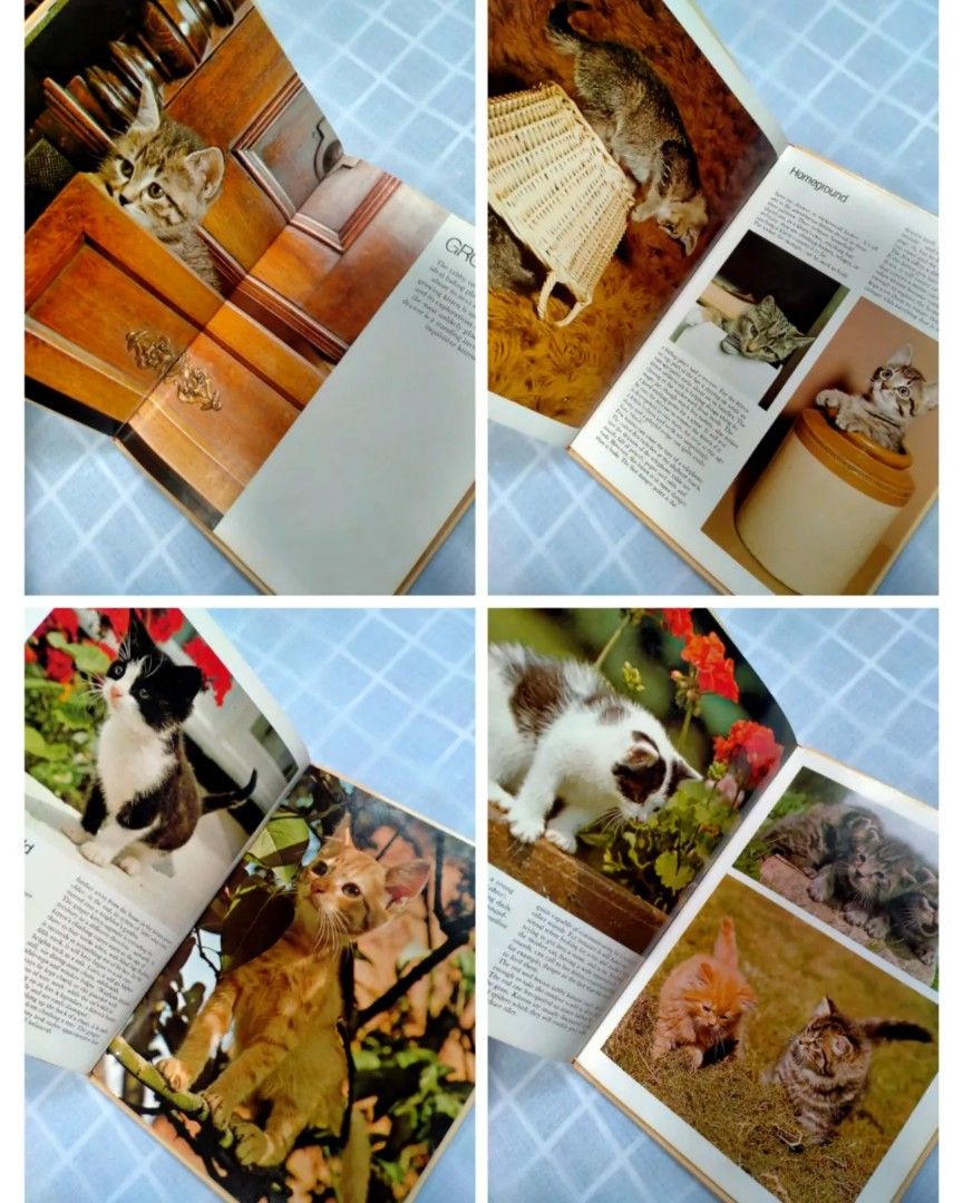 KITTEN _ ANNA POLLARD - BUKU KUCING HARDCOVER FULL ILUSTRASI, Buku ...