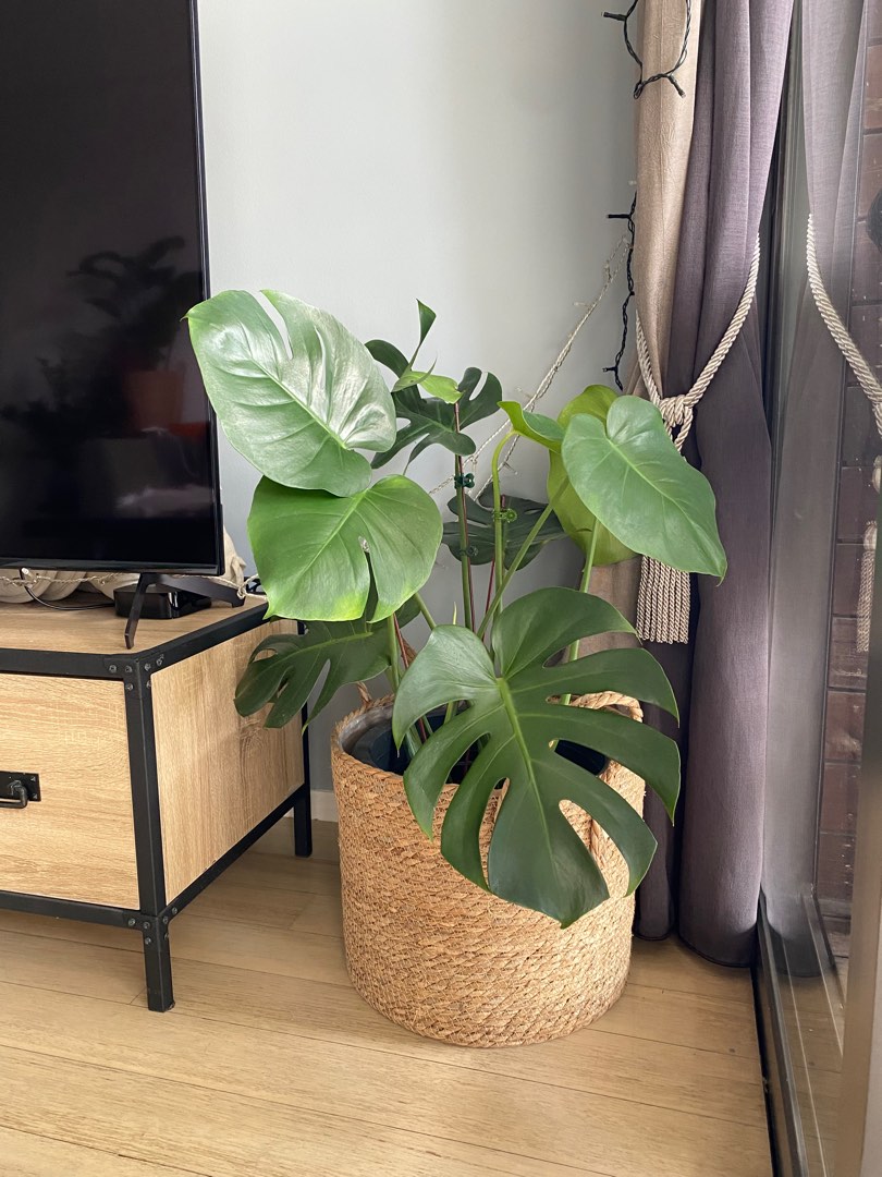 Monstera Deliciosa Plant in Basket, Furniture & Home Living, Gardening ...