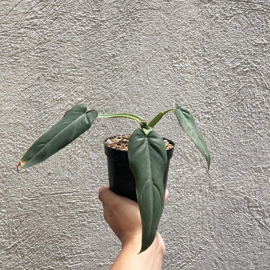 Philodendron Maximum, Furniture & Home Living, Gardening, Plants ...
