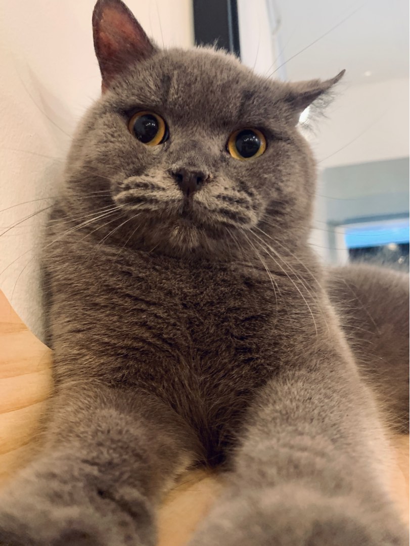 Premium Cat Mating Service, Pet Supplies, Health & Grooming on Carousell