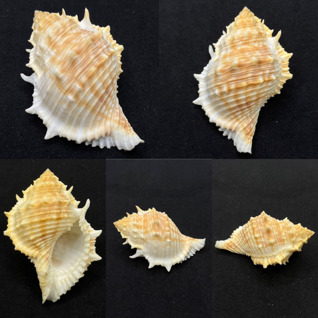 Seashell Frog Shell, Hobbies & Toys, Memorabilia & Collectibles ...