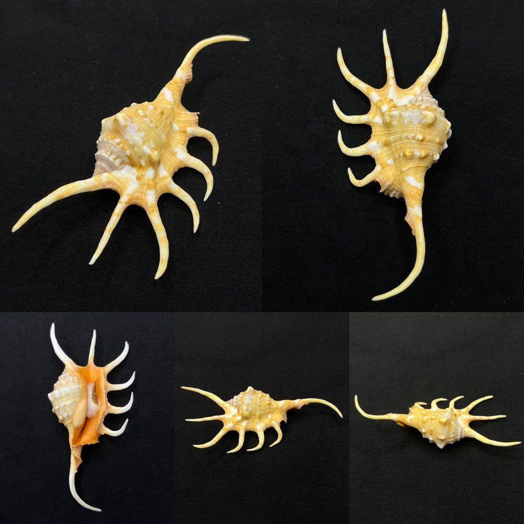 Seashell Orange Spider Conch, Hobbies & Toys, Memorabilia ...