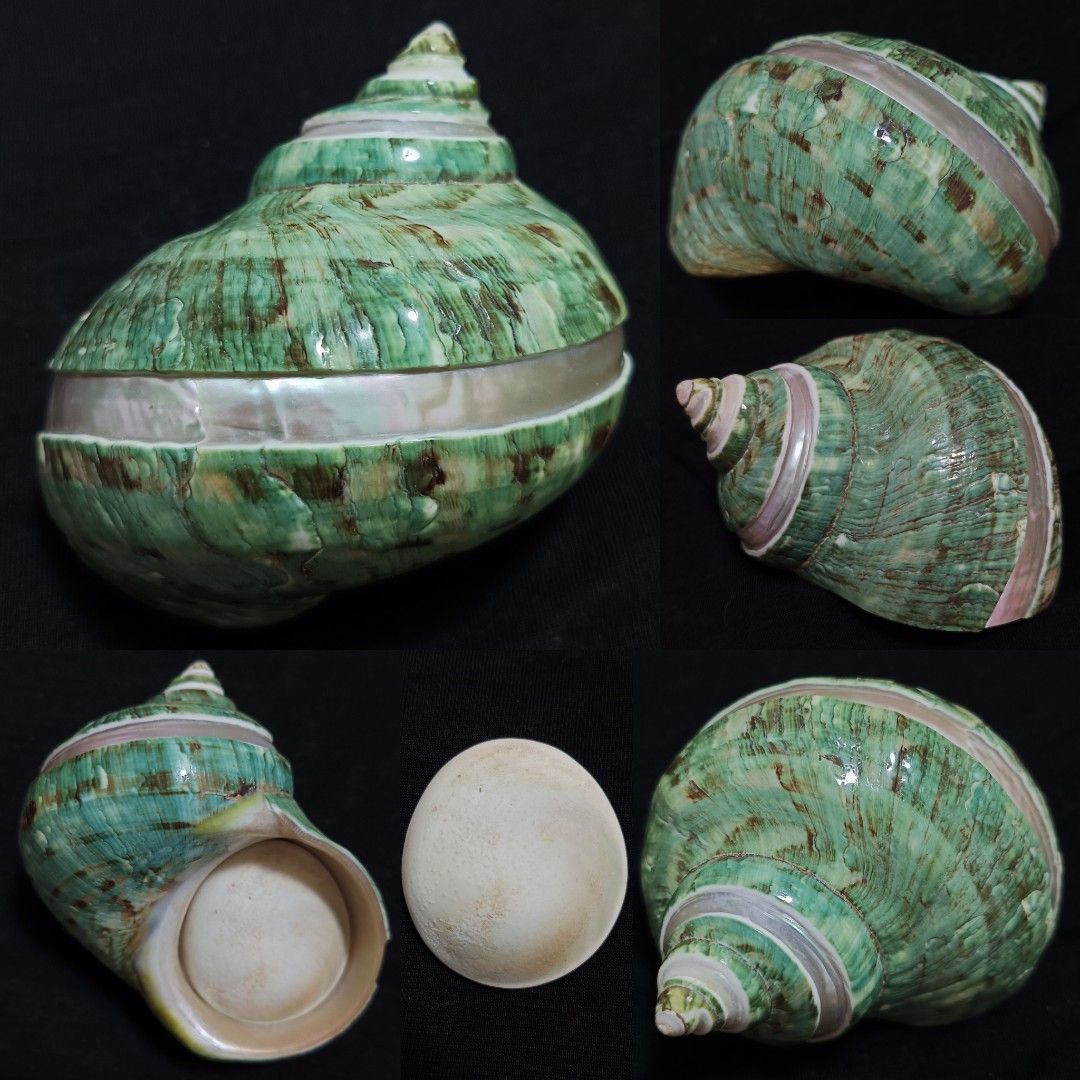 Seashell Polished Jade Green Turbo Shell, Hobbies & Toys, Memorabilia ...