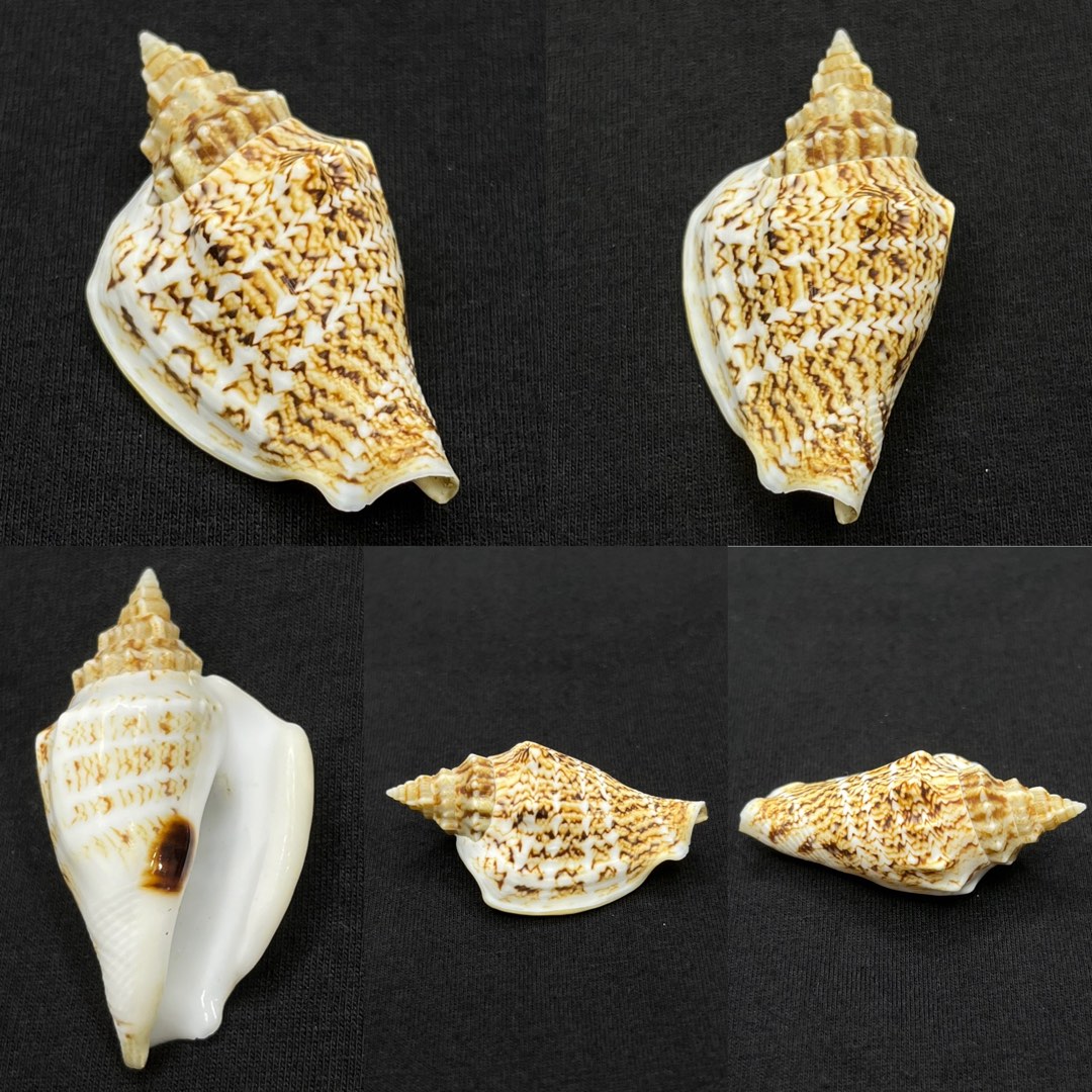 Seashell Variable Conch, Hobbies & Toys, Memorabilia & Collectibles ...