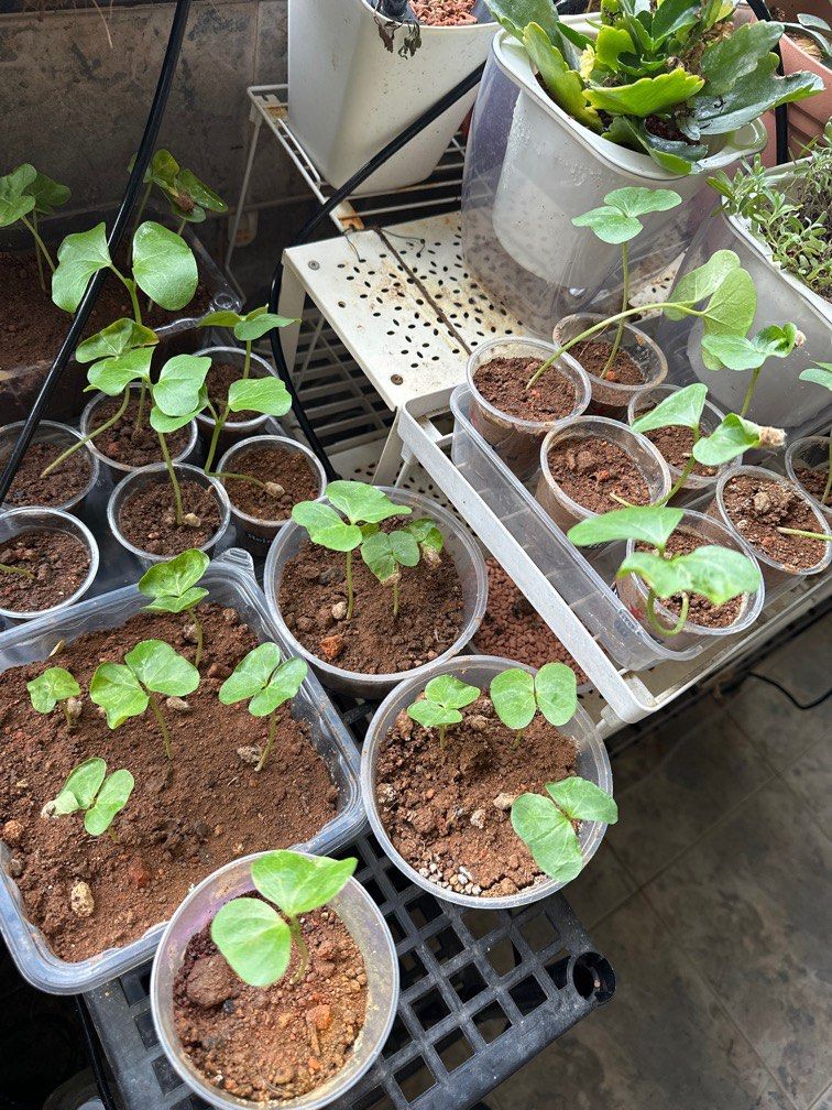 Sprouted Cotton Seed in Pot, Furniture & Home Living, Gardening, Plants ...