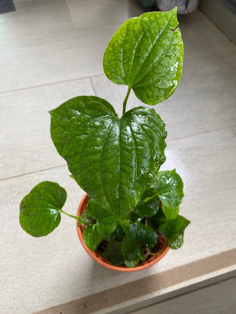 Ulam Raja / Daun Kaduk / Sawtooth Coriander, Furniture & Home Living ...