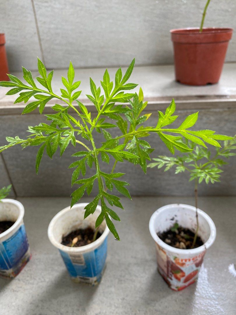 Ulam Raja / Daun Kaduk / Sawtooth Coriander, Furniture & Home Living ...