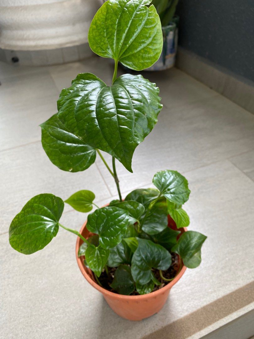 Ulam Raja / Daun Kaduk / Sawtooth Coriander, Furniture & Home Living ...