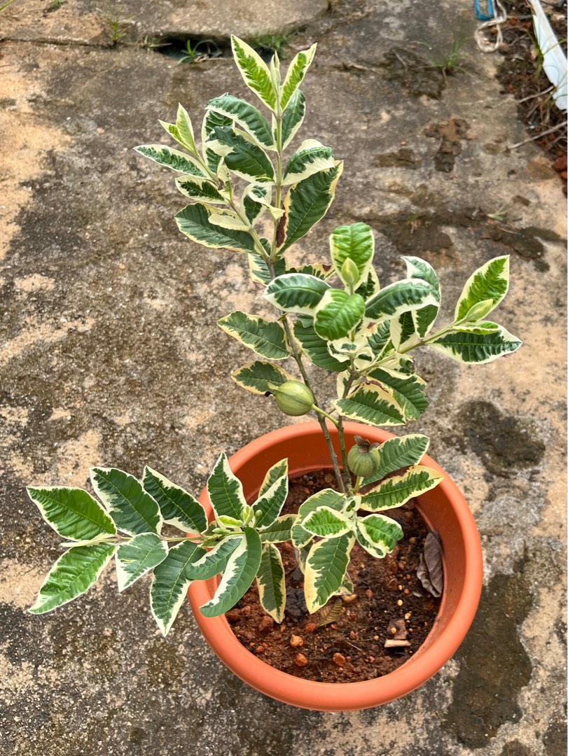 Variegated guava, Furniture & Home Living, Gardening, Plants & Seeds on ...