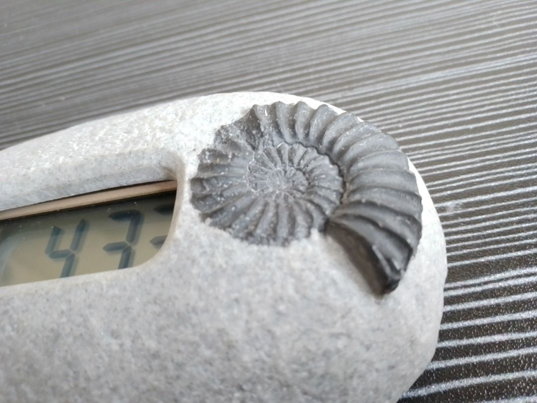 Ammonite Digital Clock, Hobbies & Toys, Memorabilia & Collectibles, Fan ...