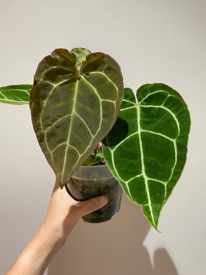 Anthurium Crystallinum (bush form), Furniture & Home Living, Gardening ...