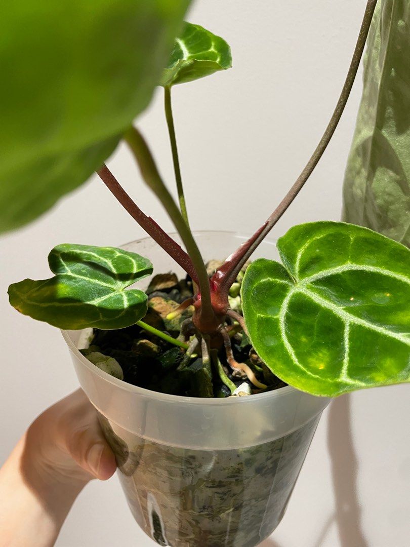 Anthurium Crystallinum (bush form), Furniture & Home Living, Gardening ...