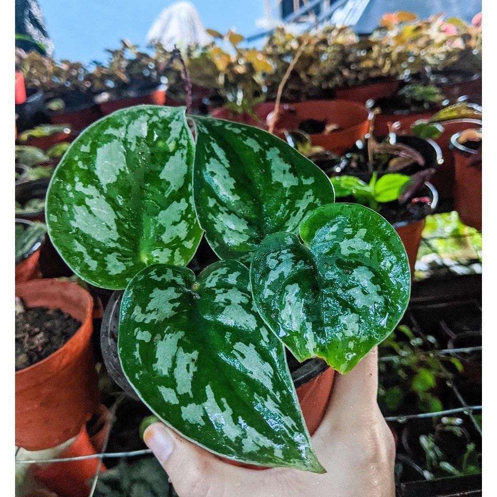 [SOLD OUT] Borneo Plant Scindapsus/original wild [Scindapsus Sp. Borneo ...