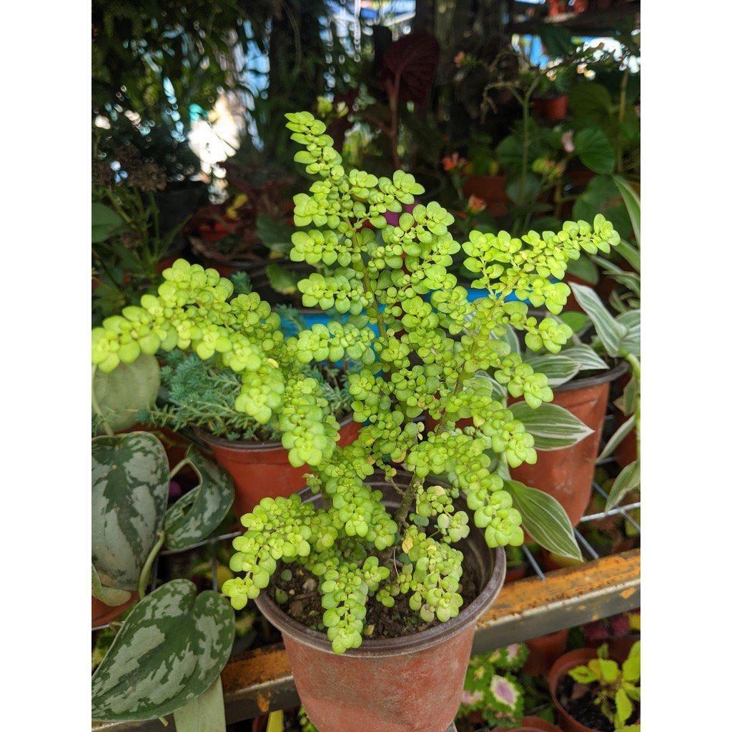 Bunga Pakis/Pilea/Tanaman hiasan tutup tanah [ PILEA MICROPHYLLA ...