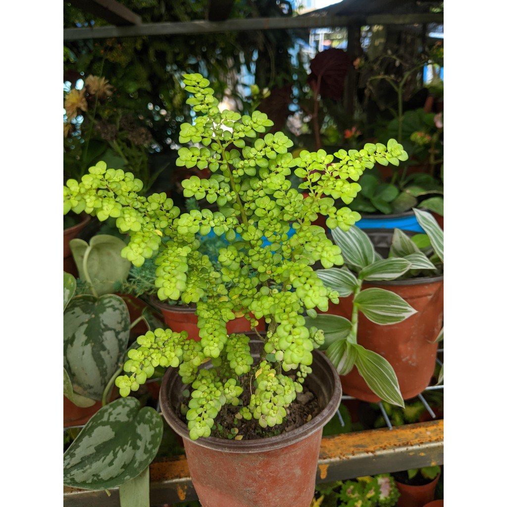Bunga Pakis/Pilea/Tanaman hiasan tutup tanah [ PILEA MICROPHYLLA ...